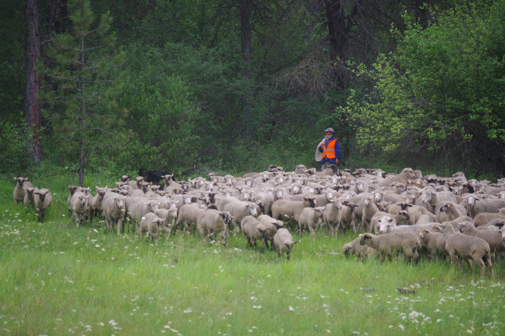 Raising sheep in the midst of the 2020 Covid pandemic in Idaho – Idaho ...