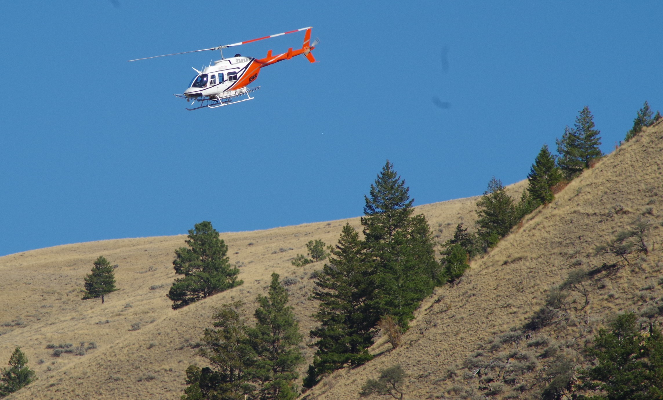 Cheatgrass Challenge defends native core habitat in Idaho – Idaho ...