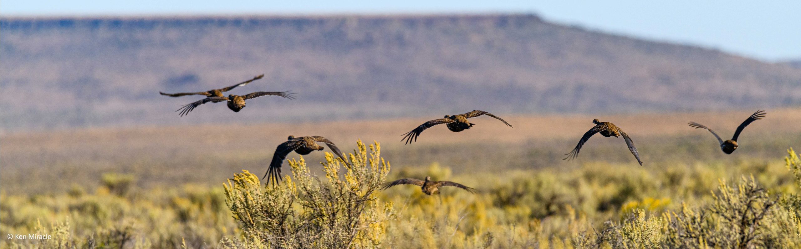 Greater Sage Grouse 101 – Idaho Rangeland Resource Commission